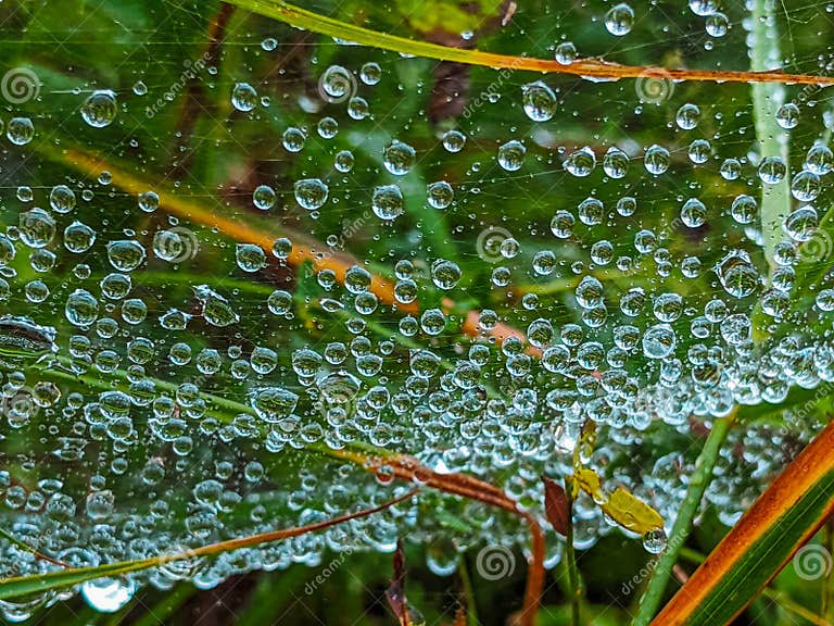 Spider Web or Cobweb with Water Drops in the Rain Stock Image - Image ...
