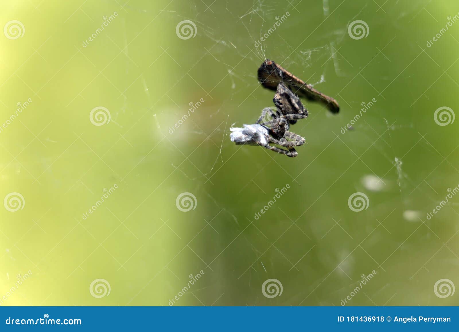 Spider with a cocoon stock photo. Image of arachnid - 181436918