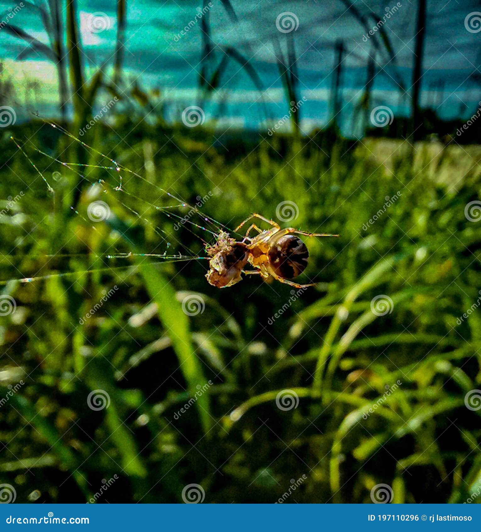 Spider web comb stock photo. Image of leaf, nature, animal - 197110296