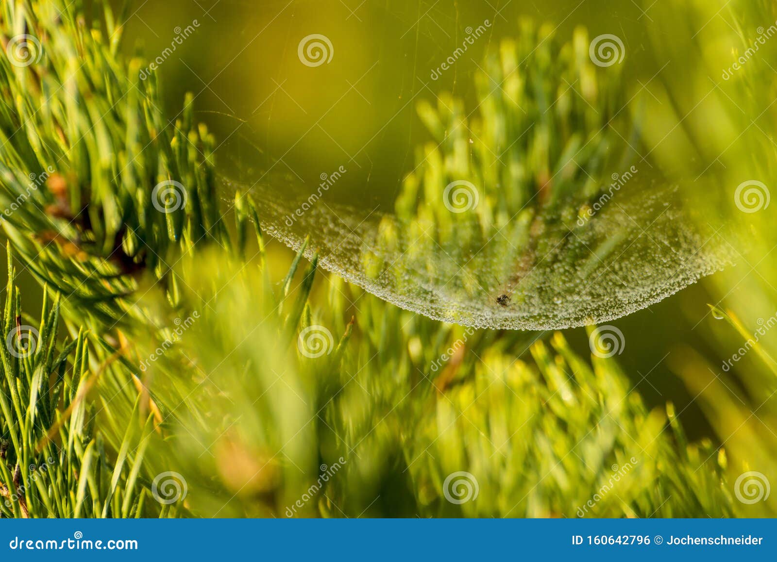 Spider Web between Conifers Stock Photo - Image of back, macro: 160642796