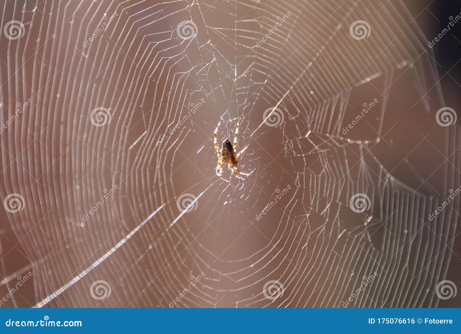 Spider Web Consisting of Microscopic Threads that Spiders Weave To Trap ...
