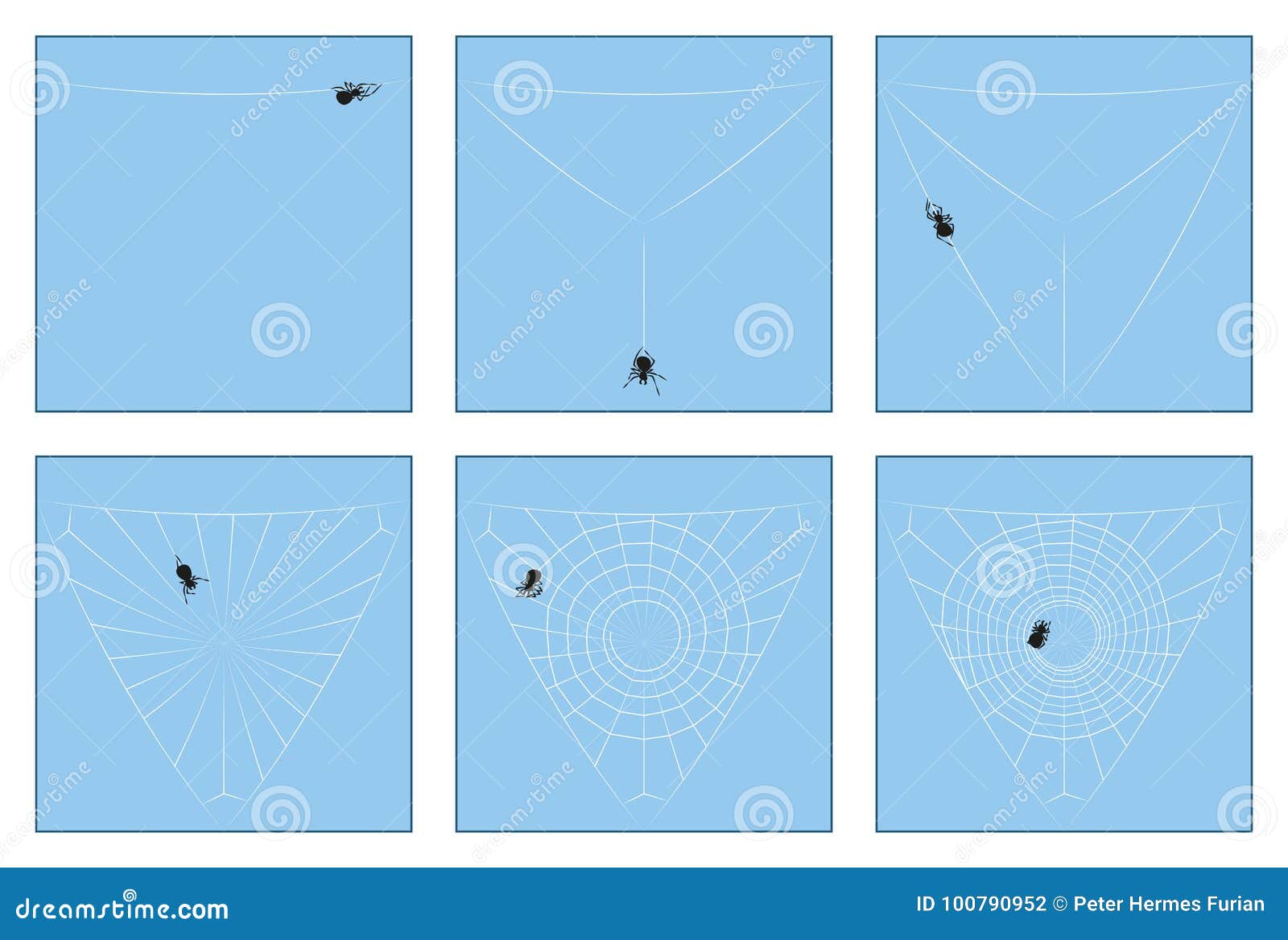 Spider Web Construction Steps Stock Vector - Illustration of science ...