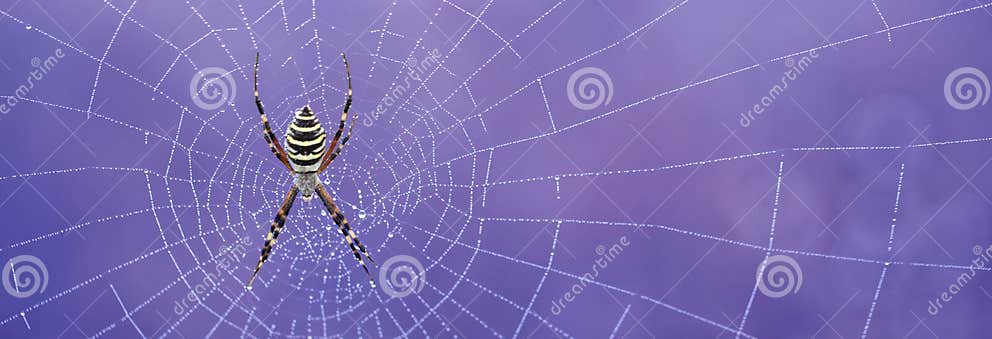 Spider Web in Cool Blue Tones, Selective Focus Stock Image - Image of ...