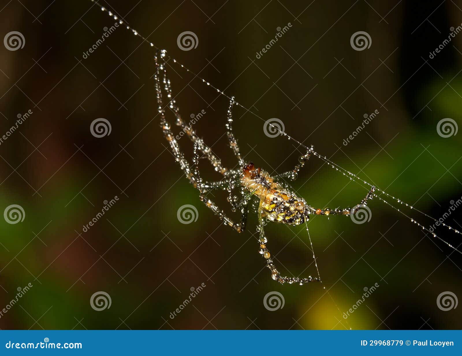 Dew spider stock image. Image of macro, crawly, wildlife - 29968779