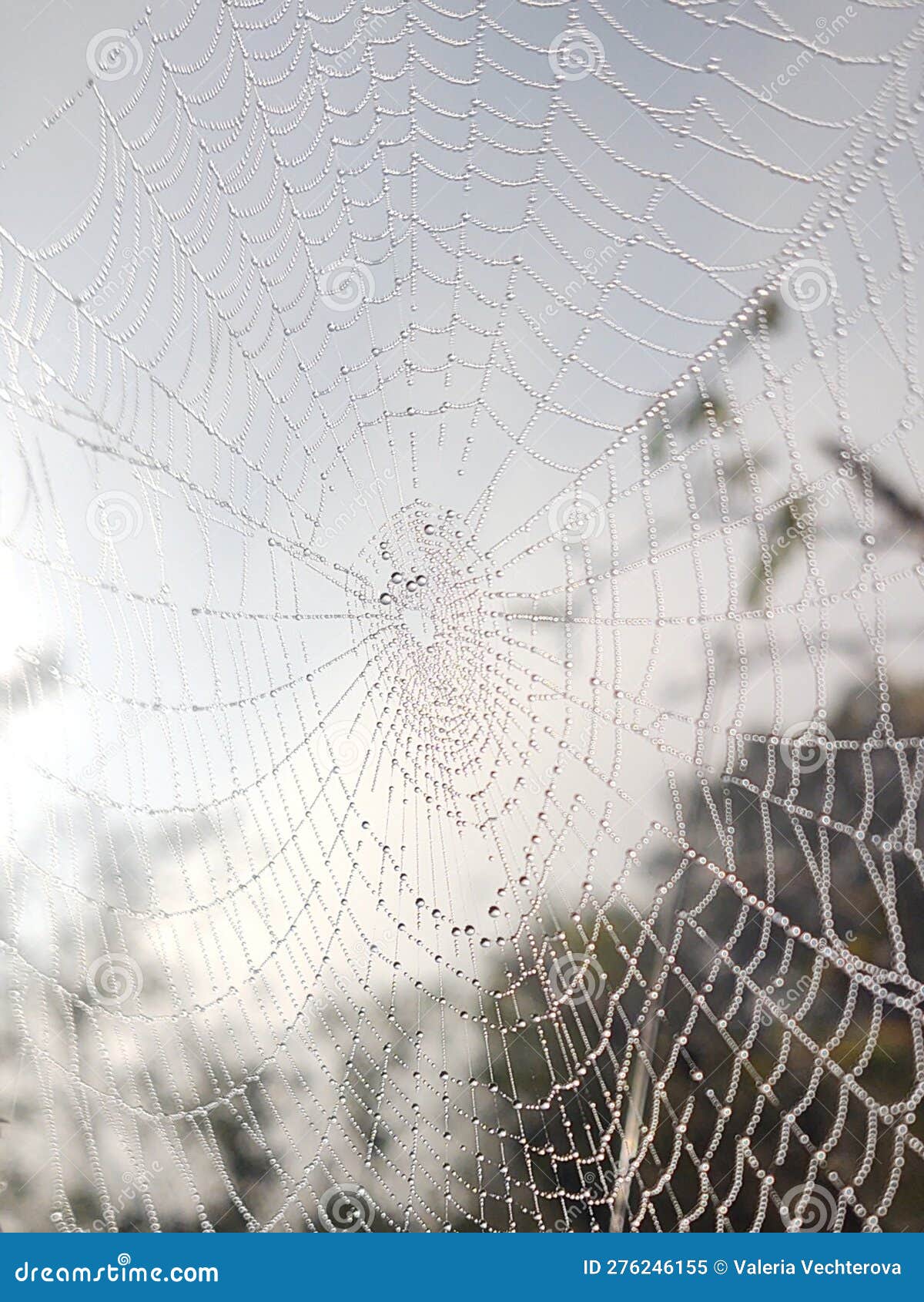 Spider Web Covered with the Morning Moss on the Meadow in the Morning ...