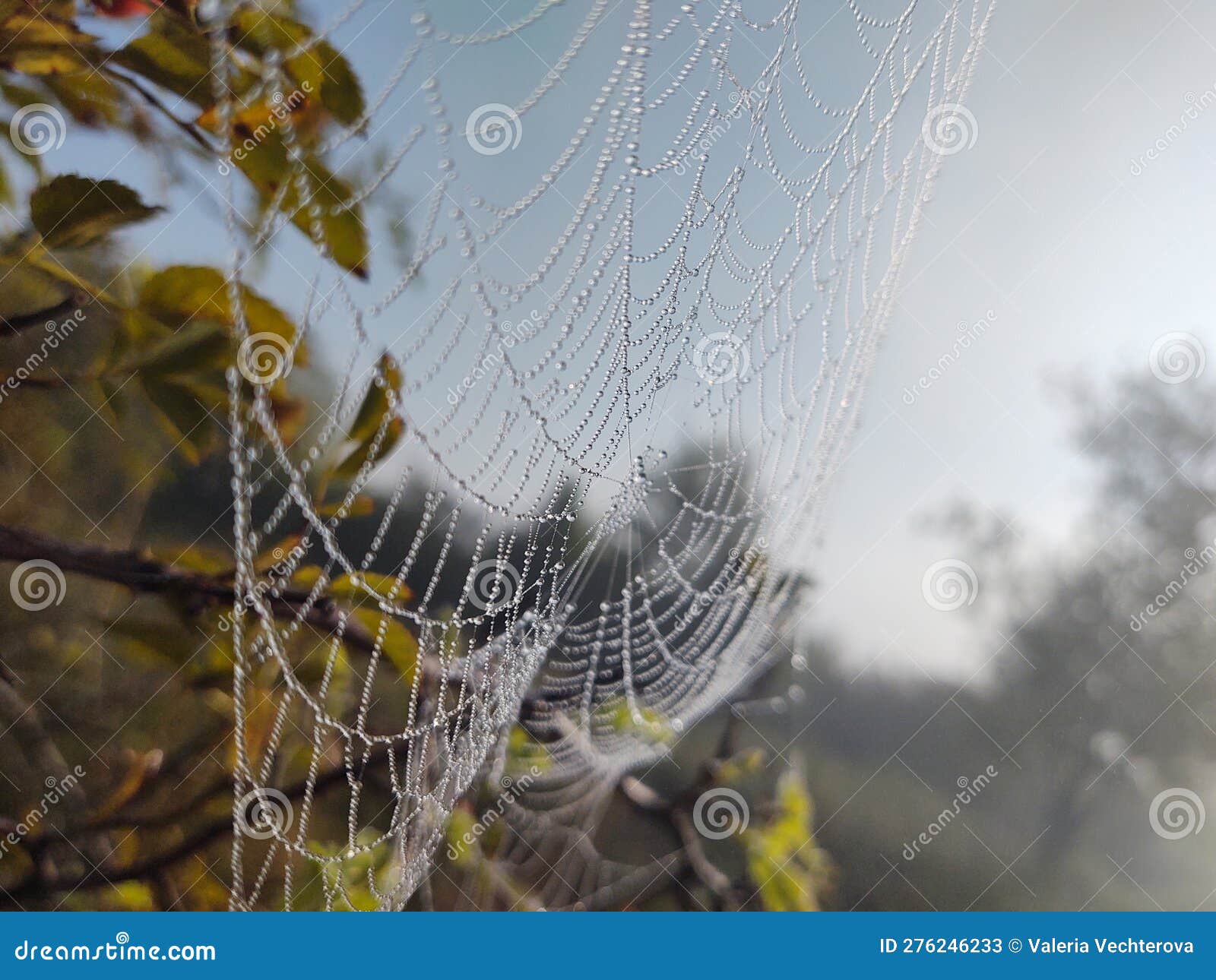 Spider Web Covered with the Morning Moss on the Meadow in the Morning ...
