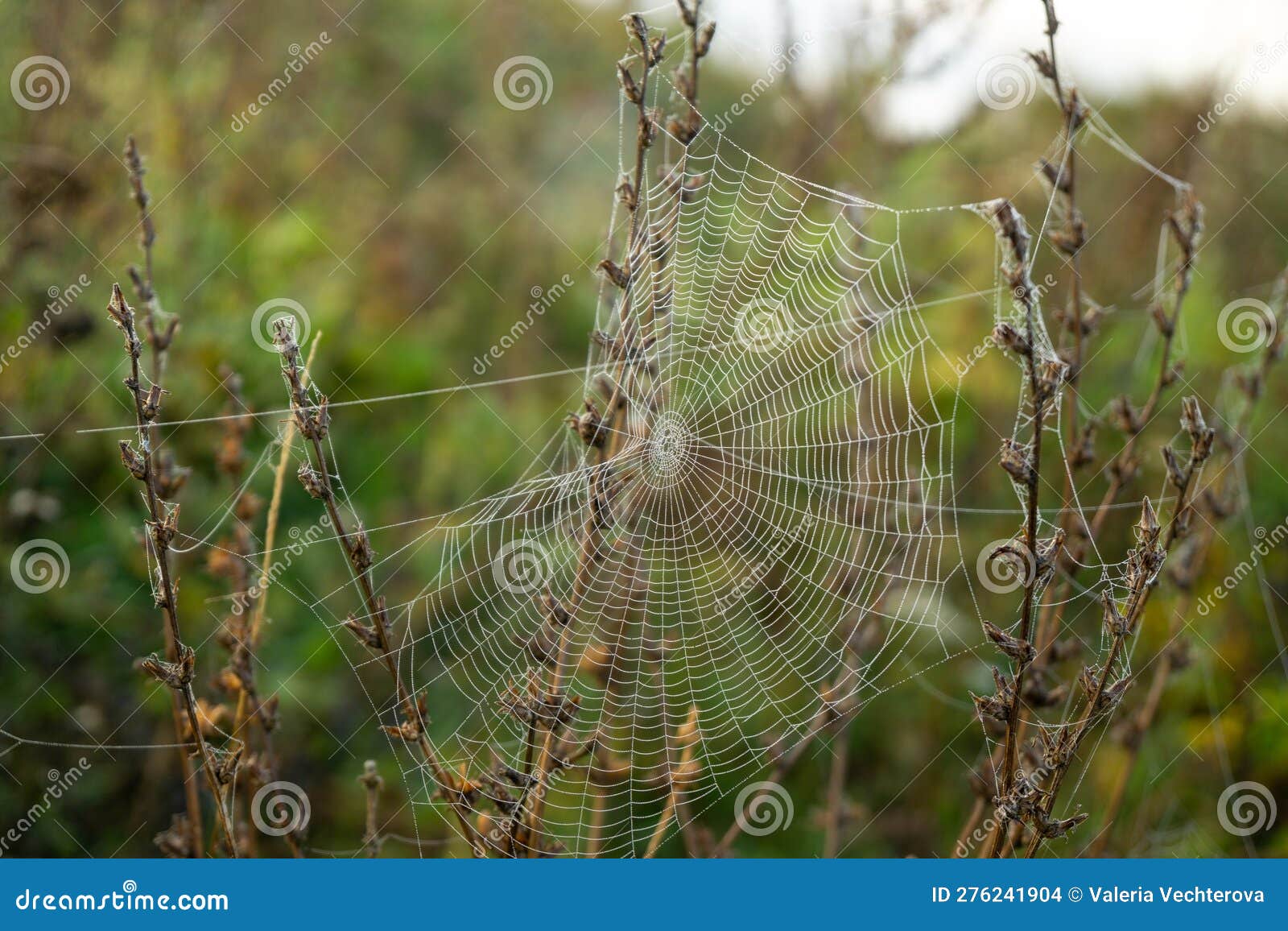 Spider Web Covered with the Morning Moss on the Meadow in the Morning ...