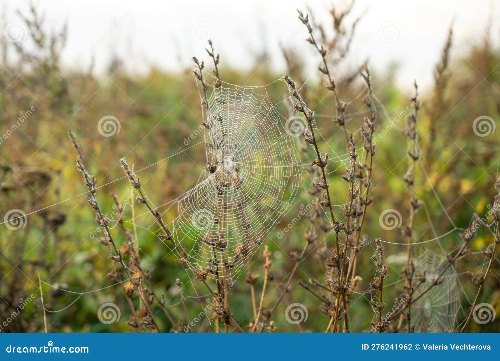 Spider Web Covered with the Morning Moss on the Meadow in the Morning ...