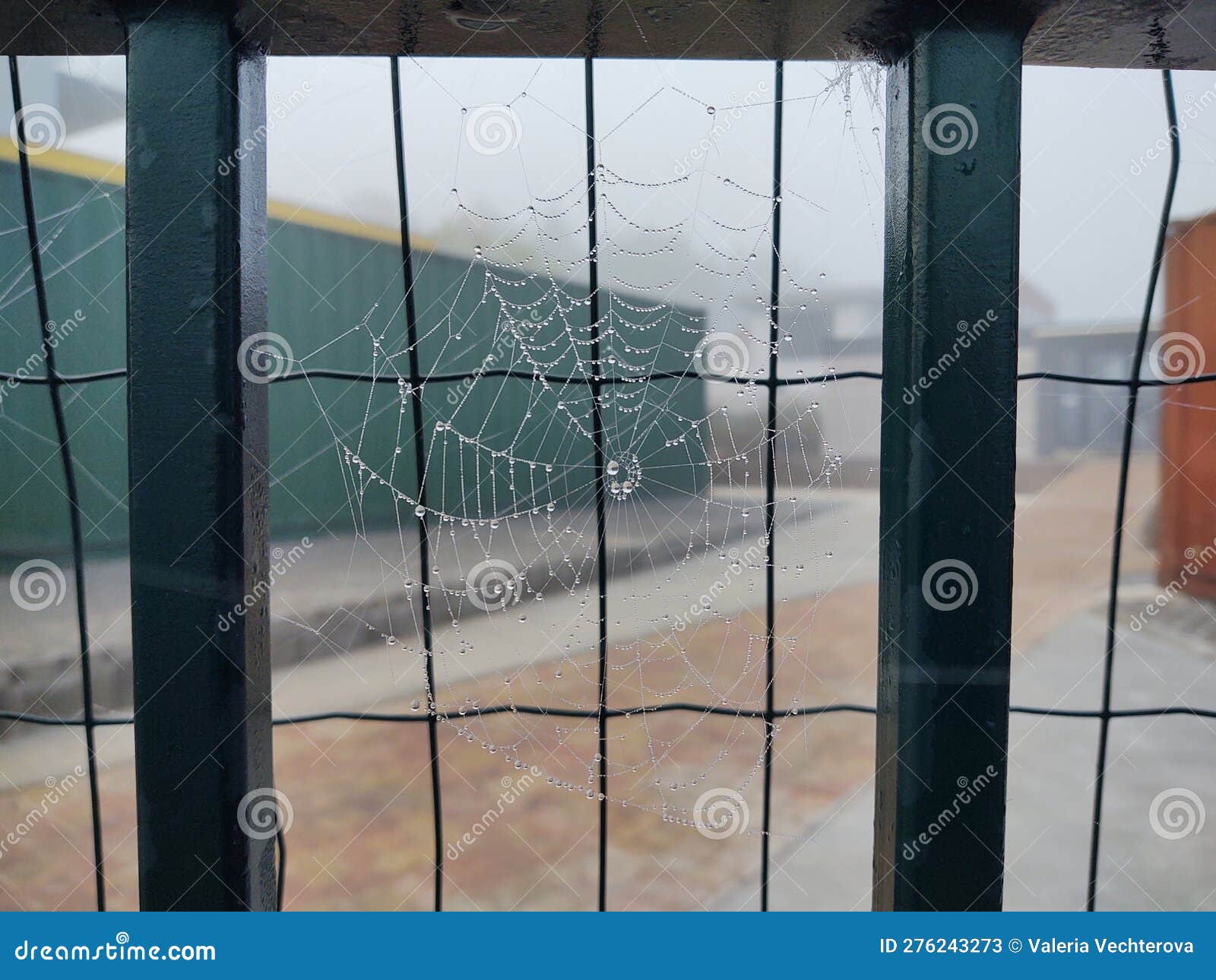 Spider Web Covered with the Morning Moss on the Meadow in the Morning ...