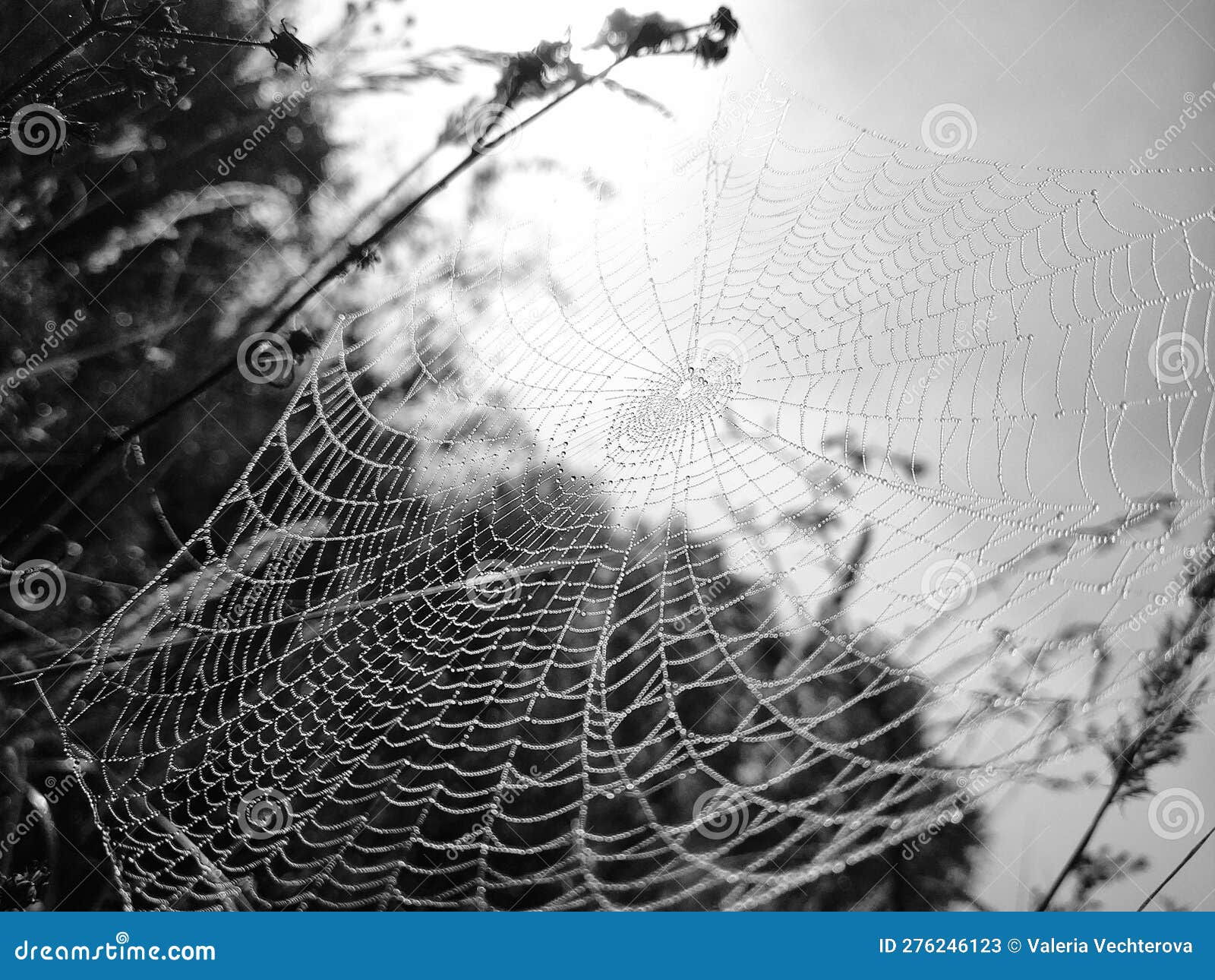 Spider Web Covered with the Morning Moss on the Meadow in the Morning ...