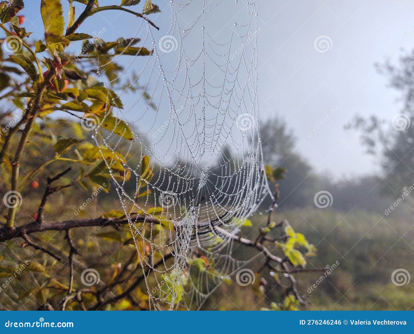 Spider Web Covered with the Morning Moss on the Meadow in the Morning ...