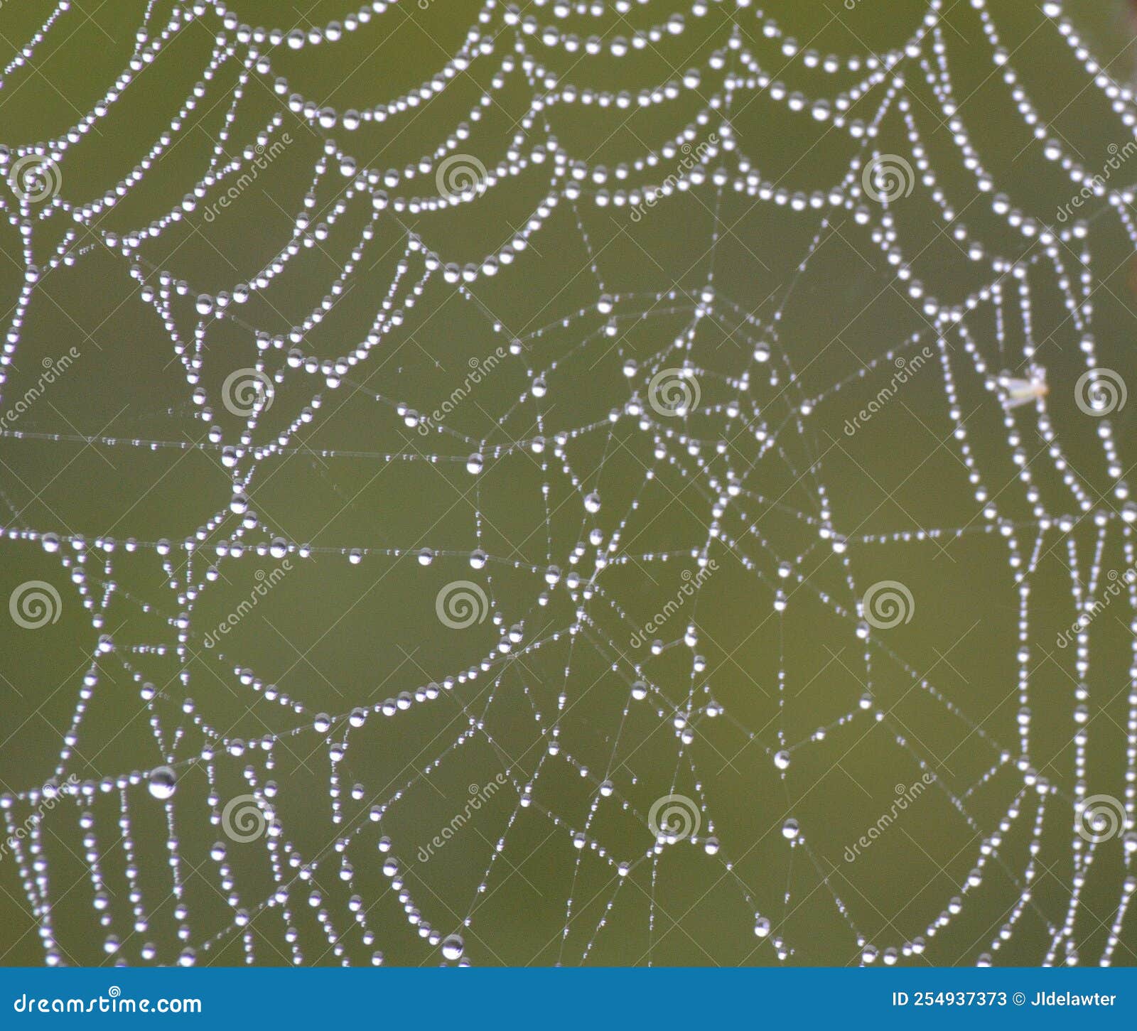 Spider Web Covered in Water Droplets Stock Image - Image of insect ...