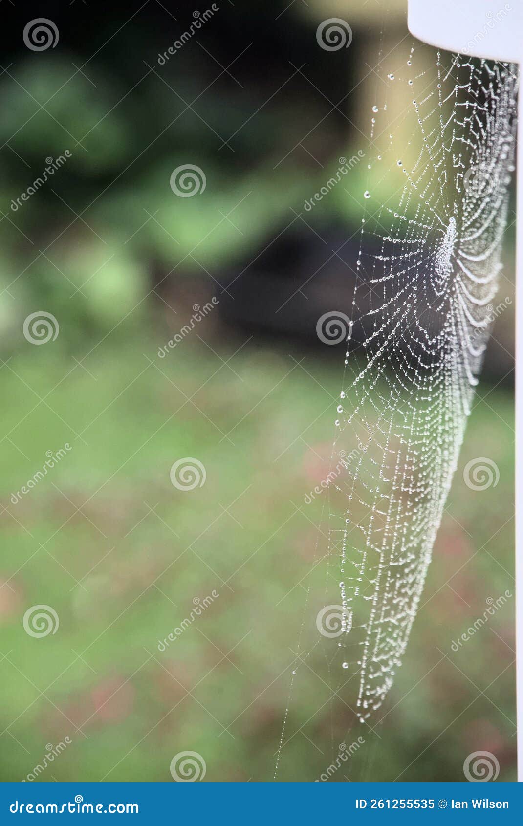 Spider Web Covered in Water Droplets Stock Image - Image of droplets ...