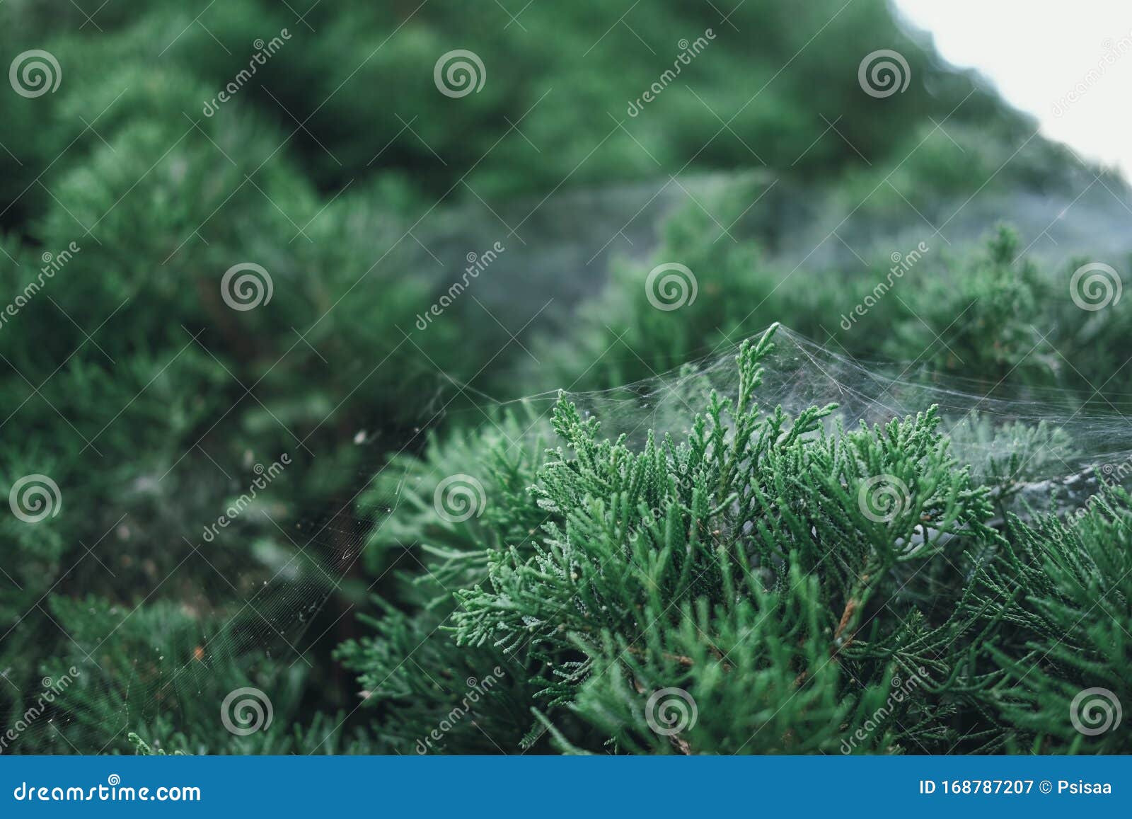 Spider Web on Green Leaves of Pine Tree Stock Image - Image of outdoor ...