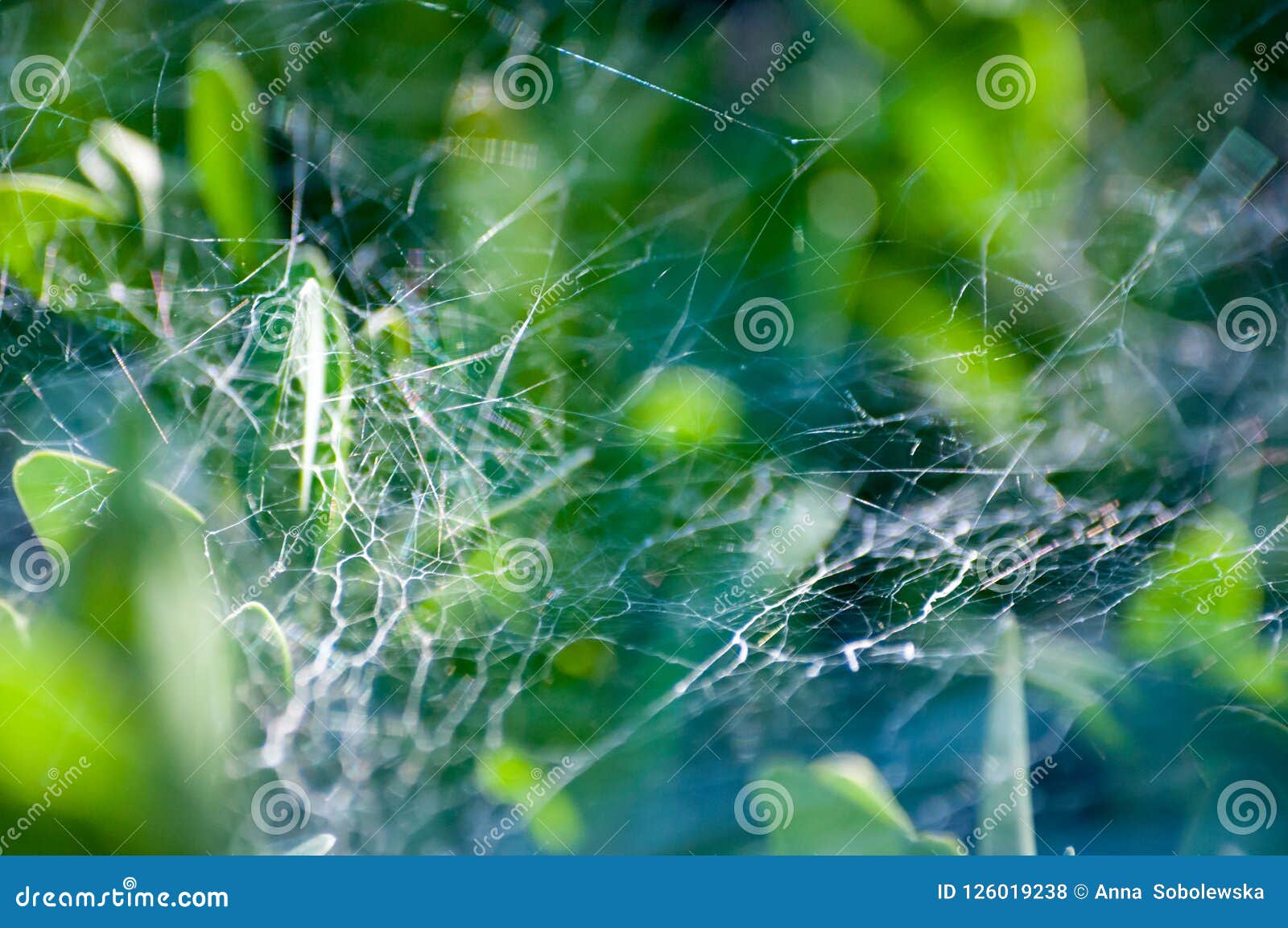 Spider Web Covering Plants in Deep Forest Stock Photo - Image of ...