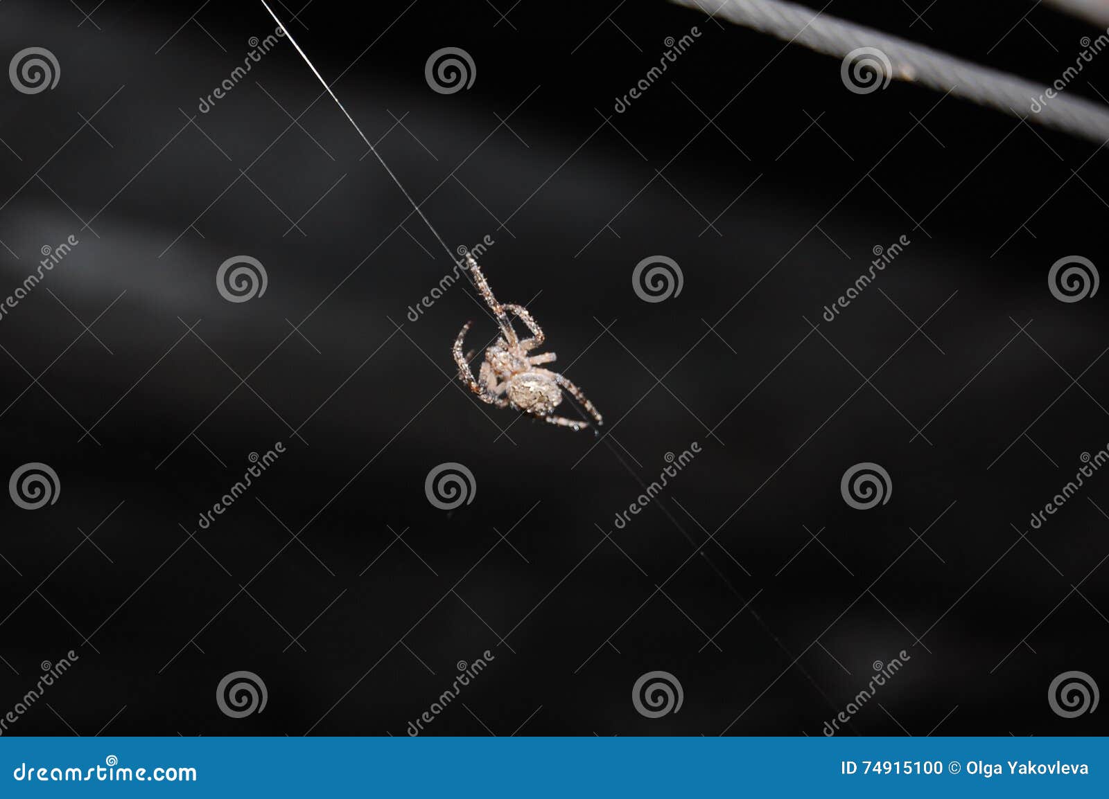 Spider on the web stock photo. Image of catching, nature - 74915100