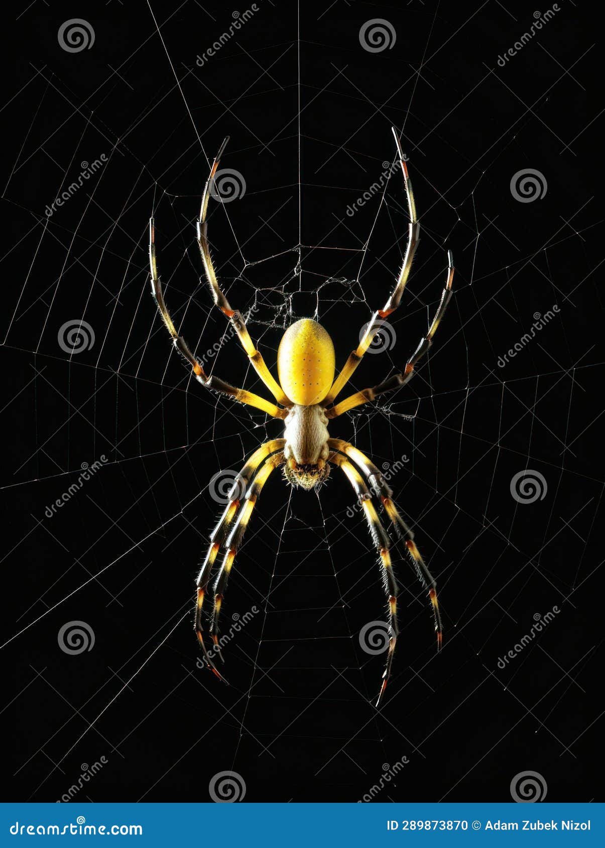A spider in a web stock illustration. Illustration of synthography ...