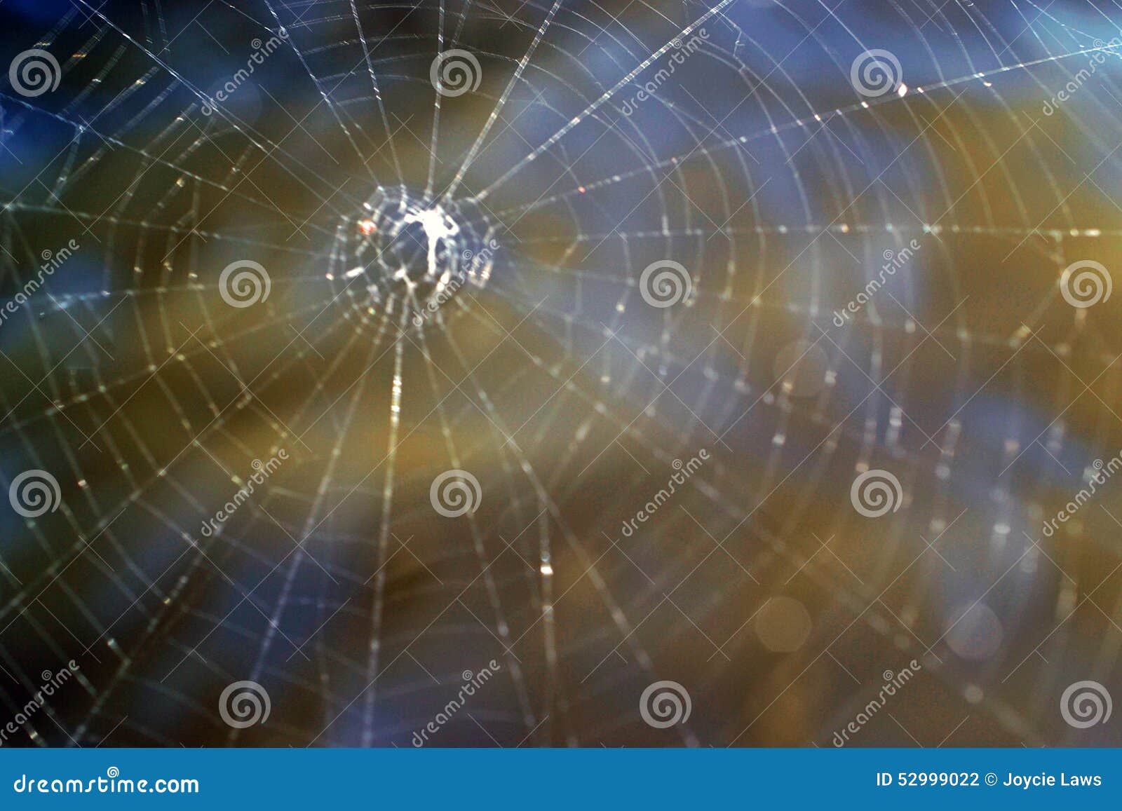 Spider Web Created and Waiting for Prey Stock Photo - Image of ...