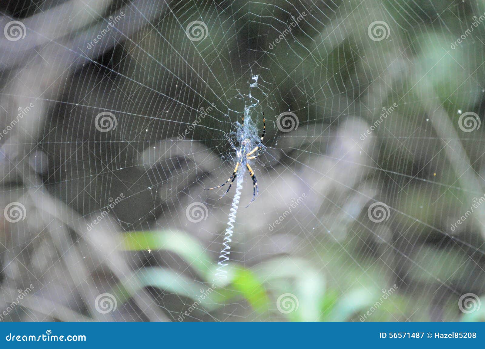 Spider on Web Creating Pattern Stock Image - Image of spider, detail ...