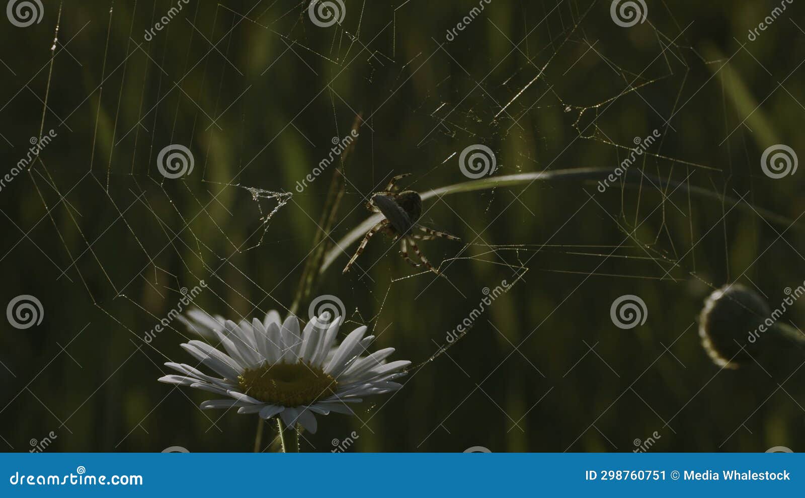 Spider on Web with Daisy. Creative. Large Wild Spider on Daisy with Web ...