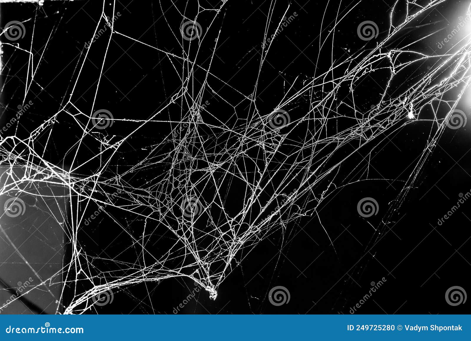 Spider Web on a Dark Background Stock Photo - Image of hanging, haunted ...