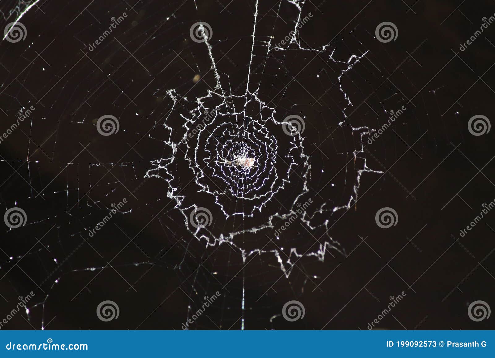 Spider Web in Dark Background Stock Image - Image of weaving, spider ...