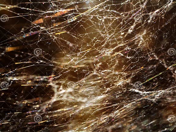 Spider Web in the Dark with Light Stock Image - Image of water, design ...