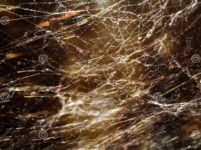 Spider Web in the Dark with Light Stock Image - Image of water, design ...