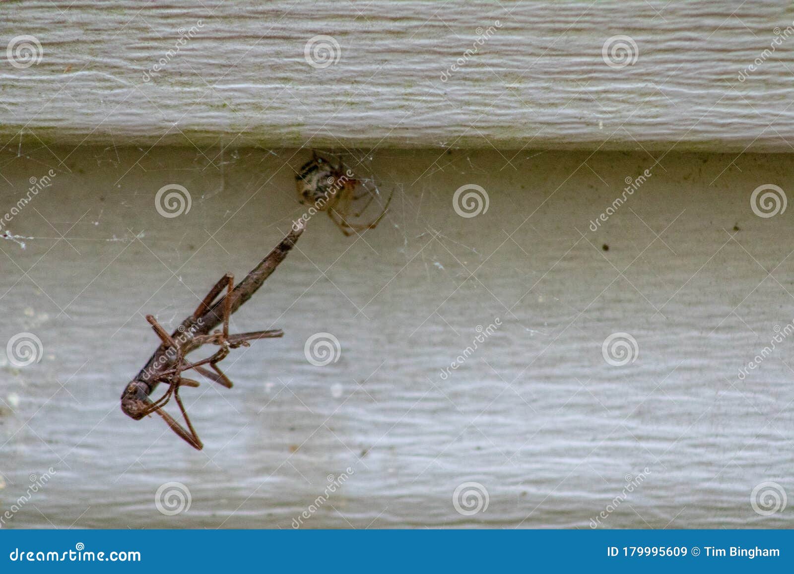 Spider Web With Dead Insects, Royalty-Free Stock Photography ...