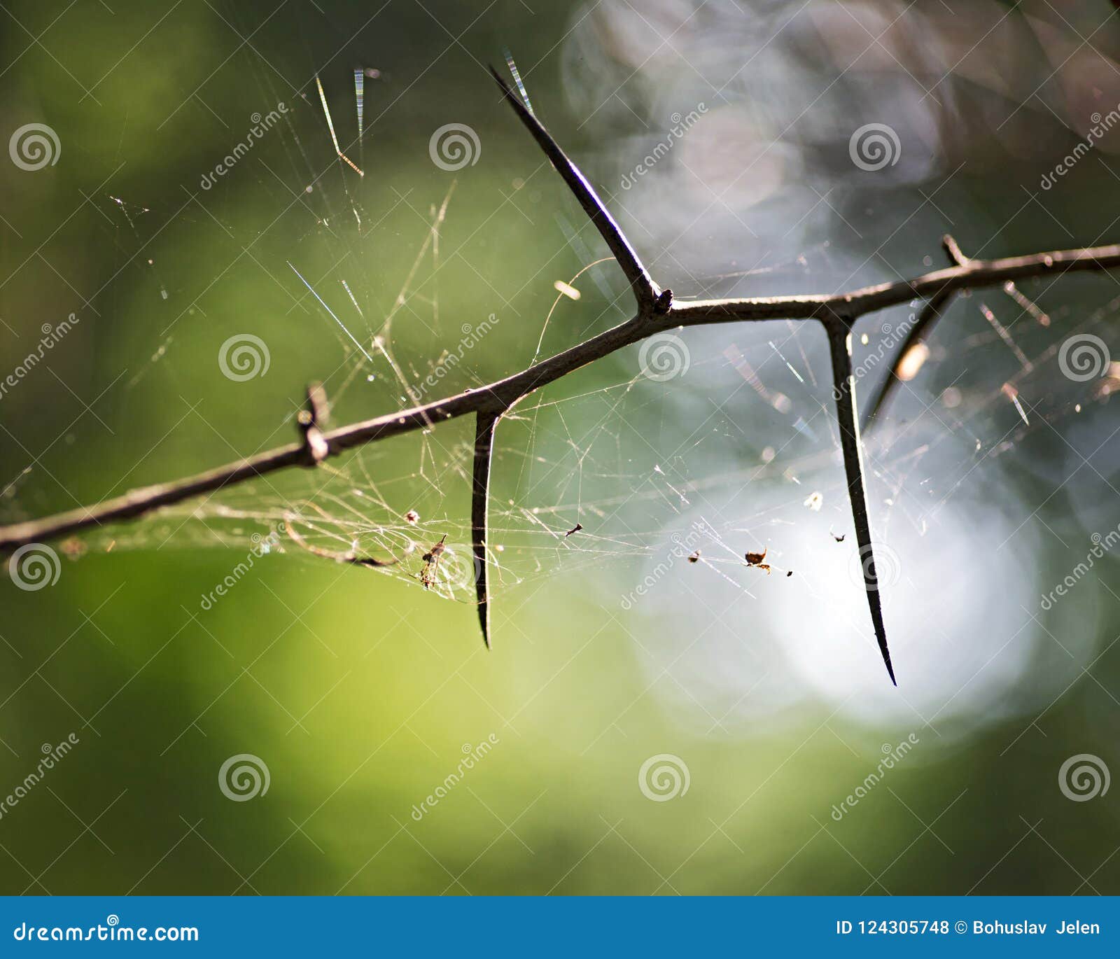 Spider Web on Dead Dry Acacia Tree Branch Stock Photo - Image of dead ...