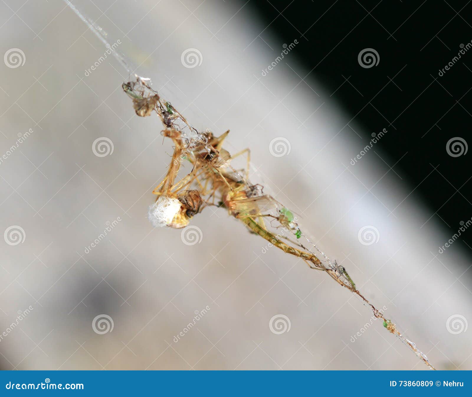 Spider Web With Dead Insects, Royalty-Free Stock Photography ...