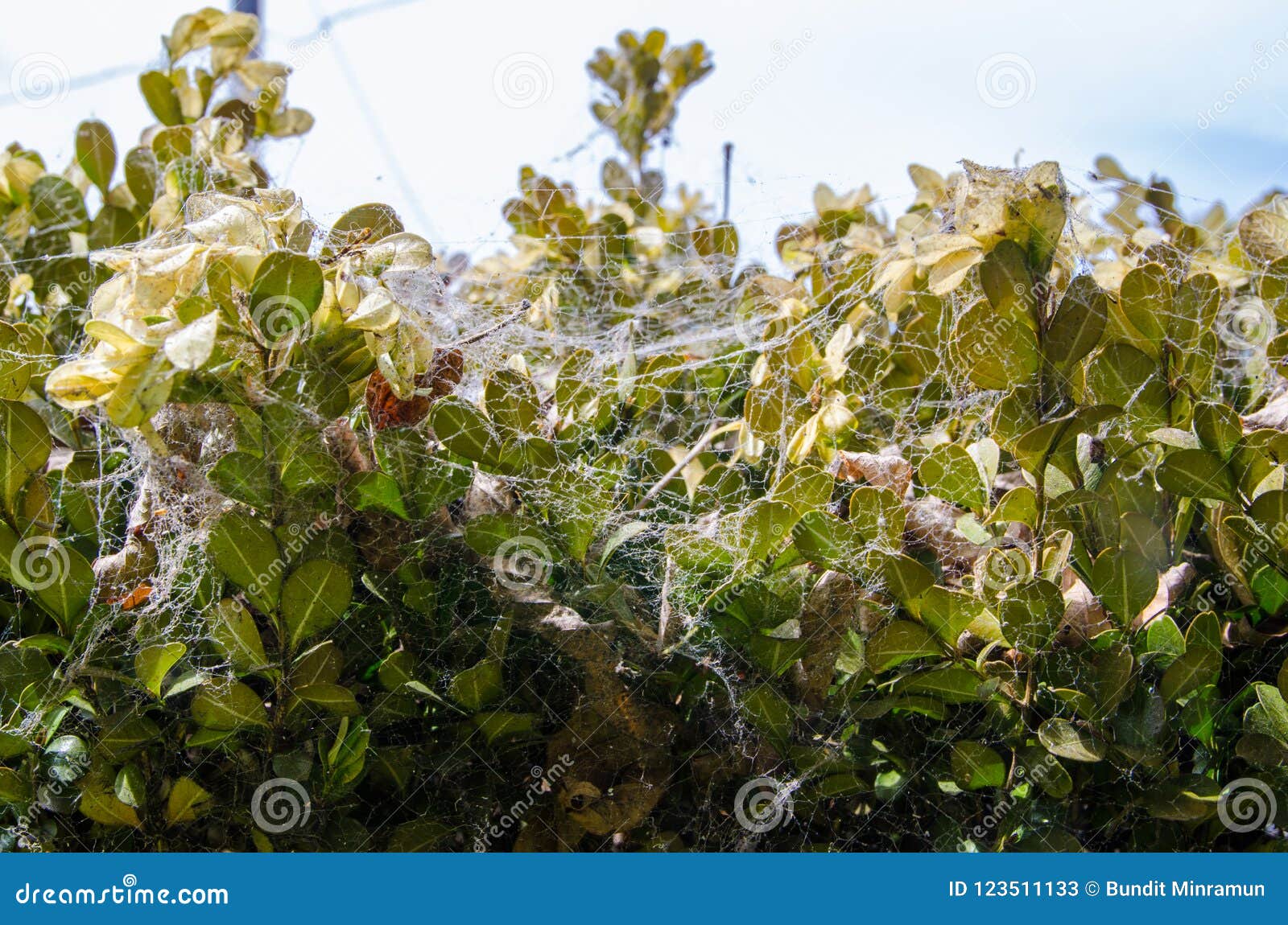 Spider web on dead trees. stock image. Image of texture - 123511133