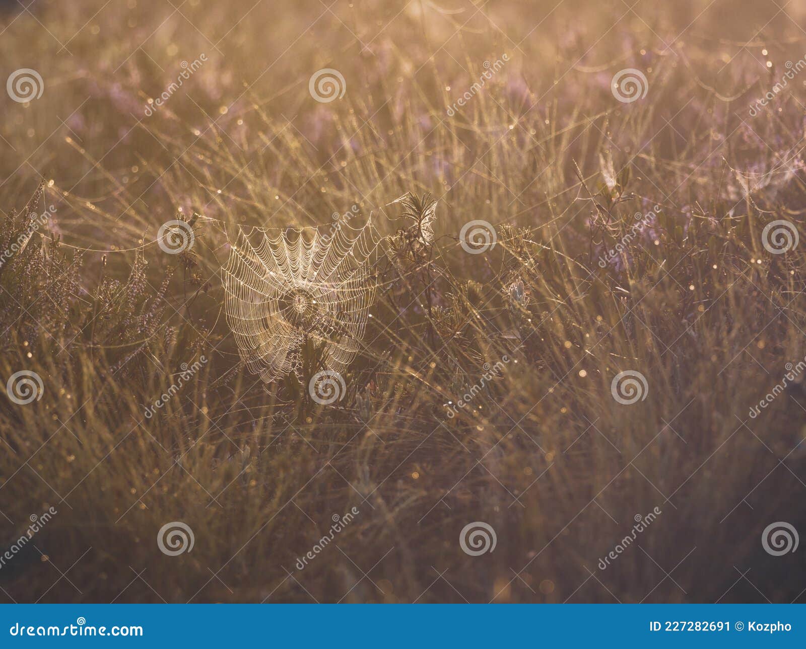 Spider Web with Spider in Dense Grass at Sunrise Stock Image - Image of ...