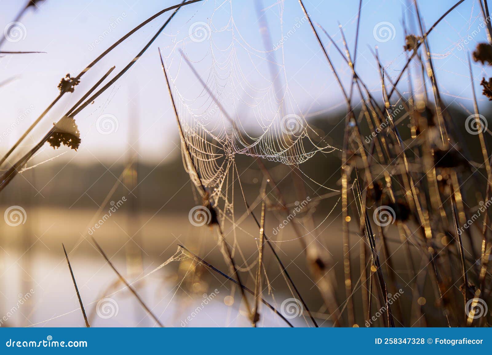 Cobweb with Dew Drops on Plants Closeup View of Outdoors Scene Stock ...