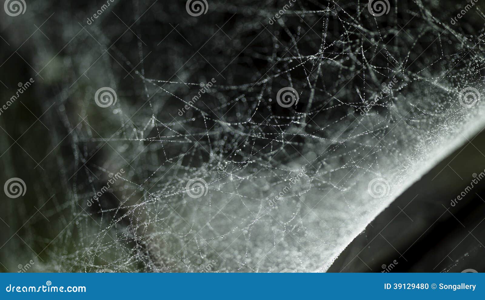 Spider Constellation Stock Photos - Free & Royalty-Free Stock Photos ...