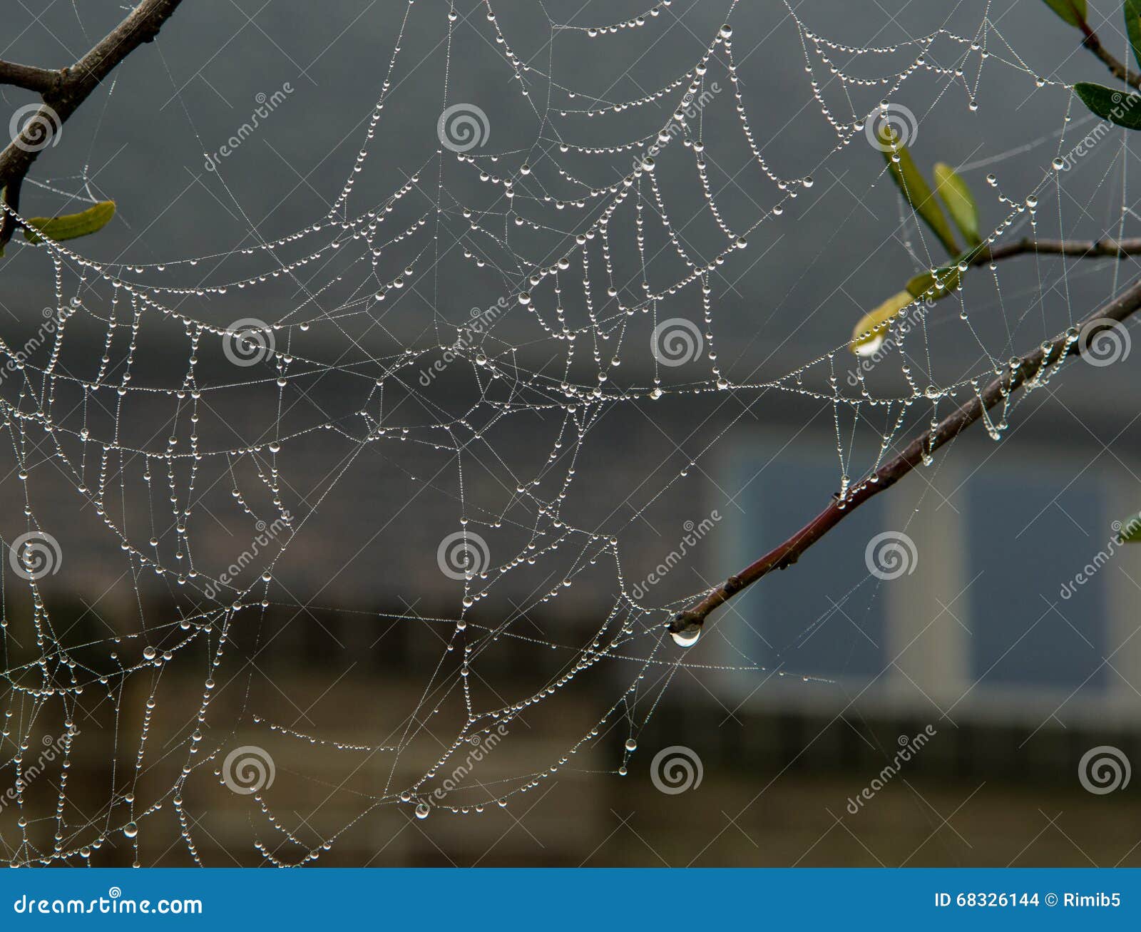Spider web stock photo. Image of noobject, fogymorning - 68326144