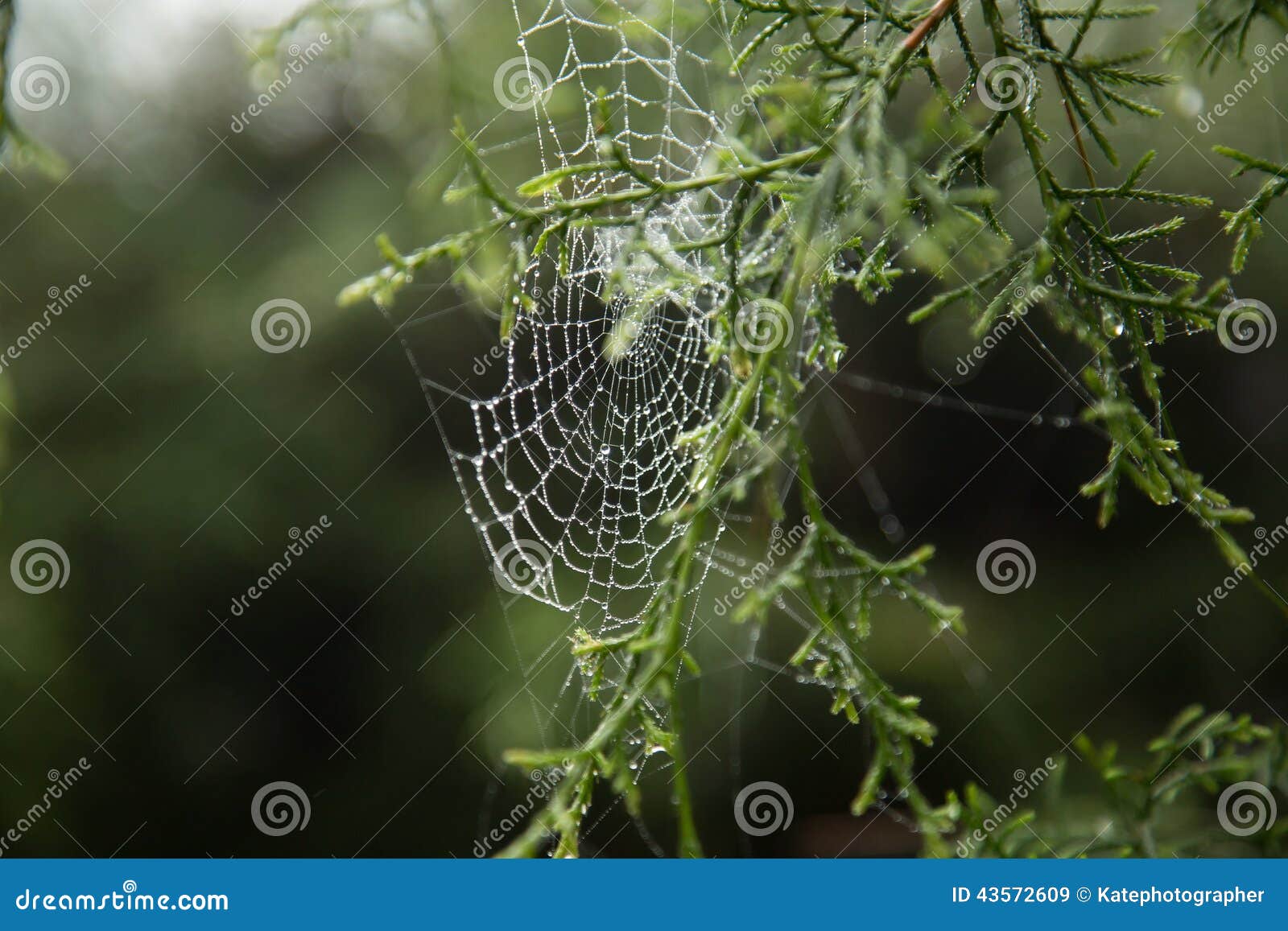 Spider web and dew drop. stock image. Image of cobweb - 43572609
