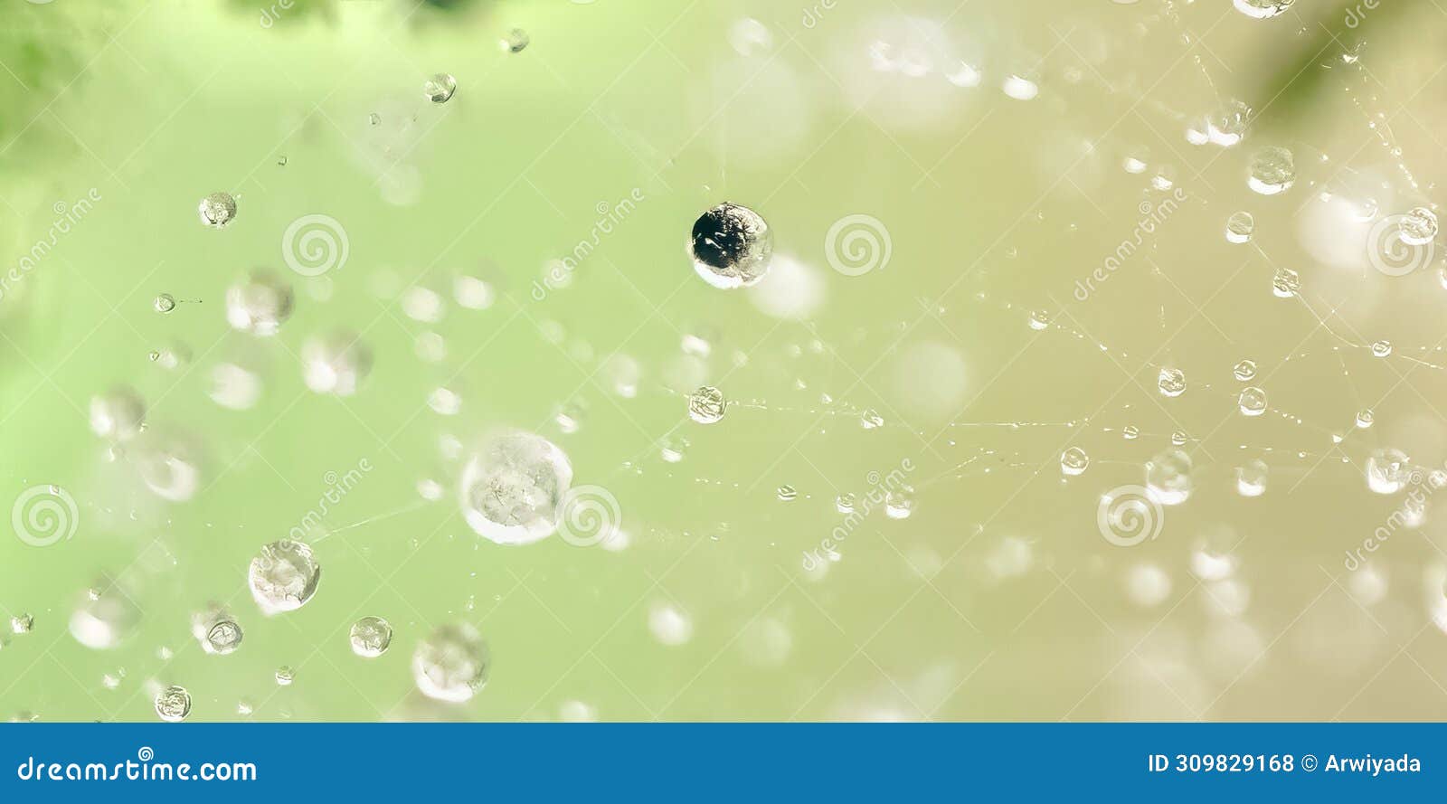 Spider Web With Dew Drops Close Up And With Abstract Green Background