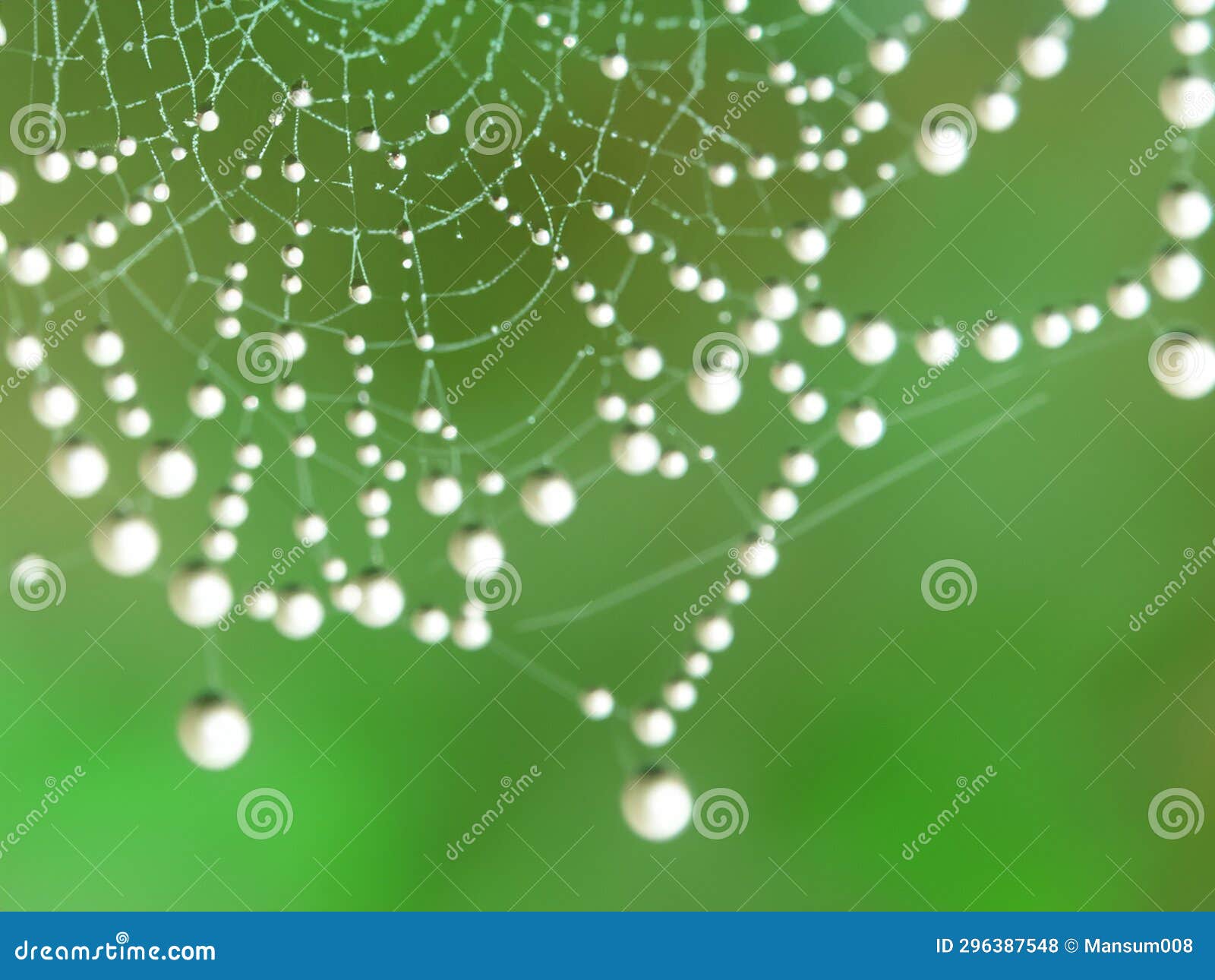 Spider Web on Dew Drops Close Up Stock Illustration - Illustration of ...