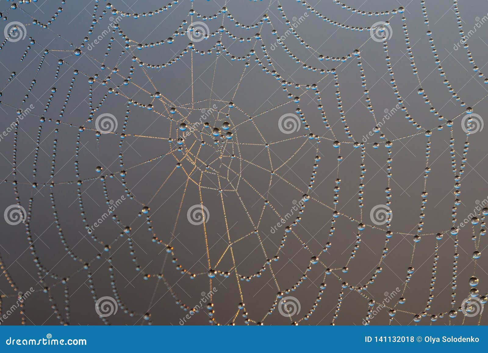 Spider Web with Dew Drops. Cobweb Close-up Stock Photo - Image of bead ...