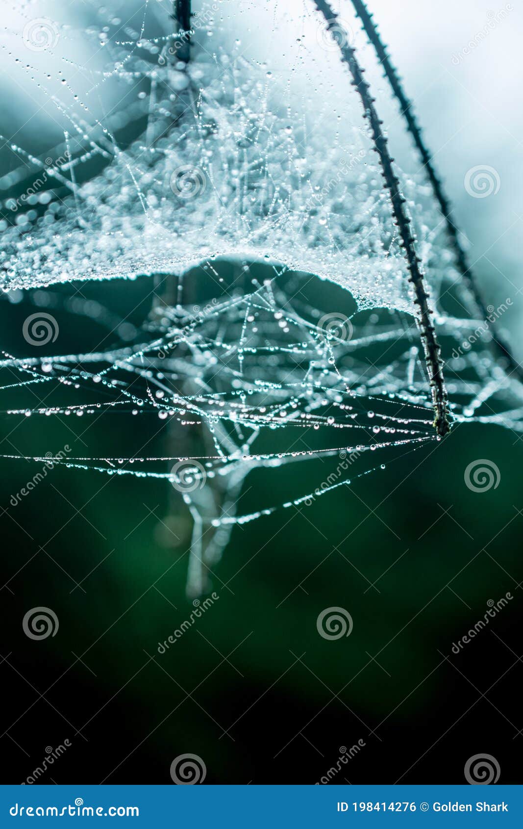 Spider Web with Dew Drops. Cobweb Close-up Stock Photo - Image of early ...