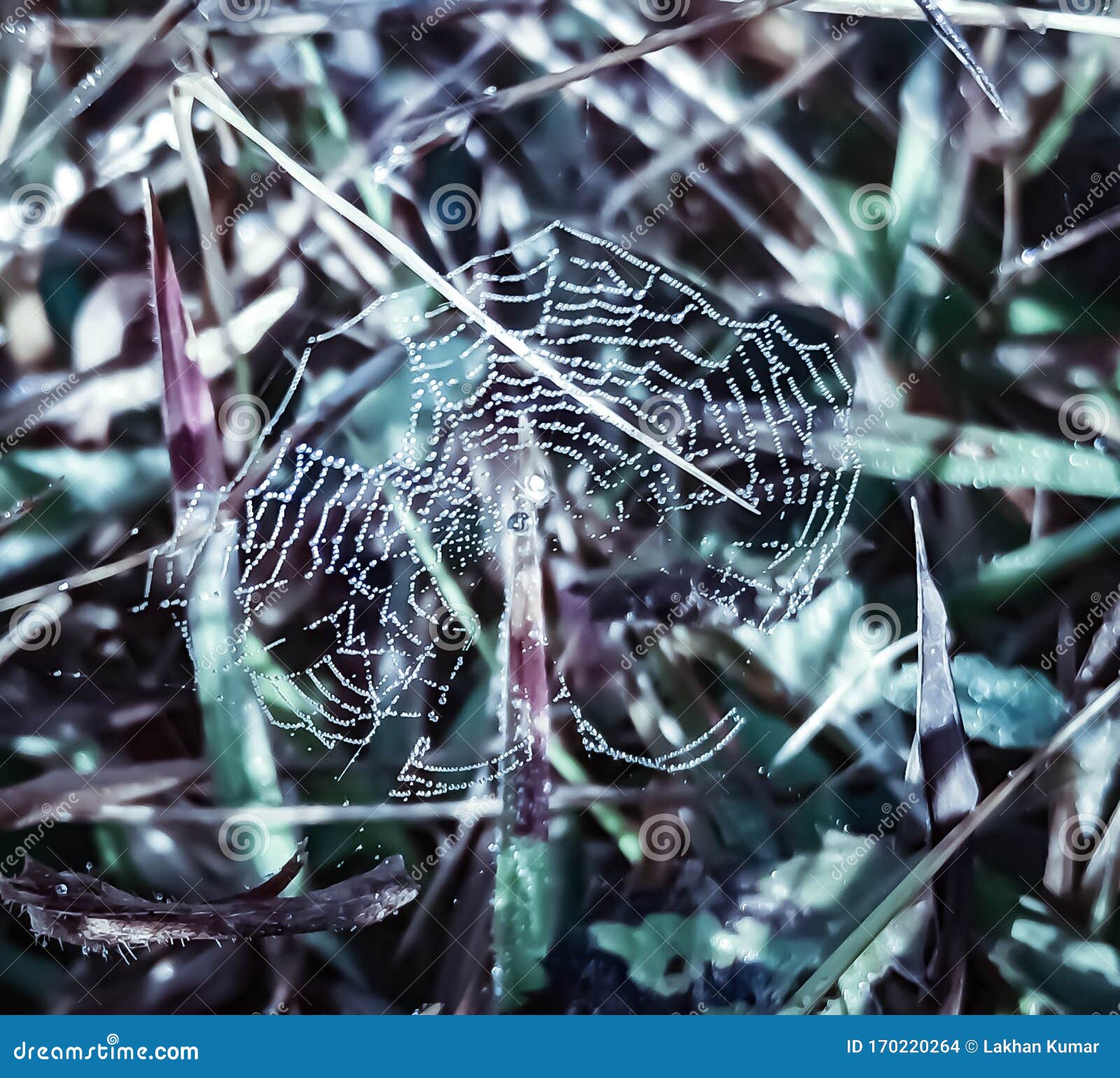 Water Drops on the Spider Web in Grass Field Stock Photo - Image of ...