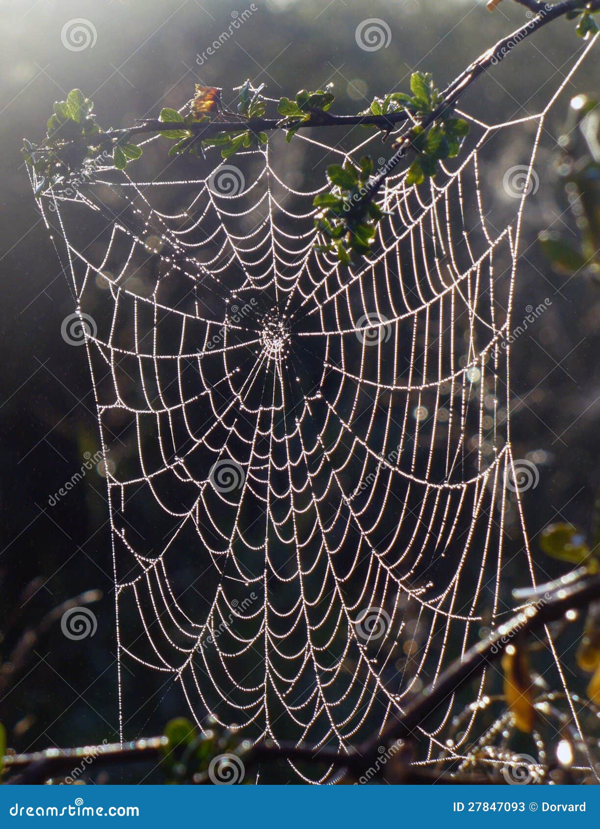 Spider Web in Dew and Sun Rays Stock Image - Image of backgrounds ...