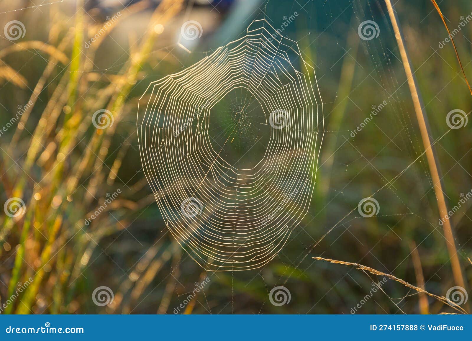 Spider Web with Dewdrops, Wounded by a Cold Misty Morning. Selective ...