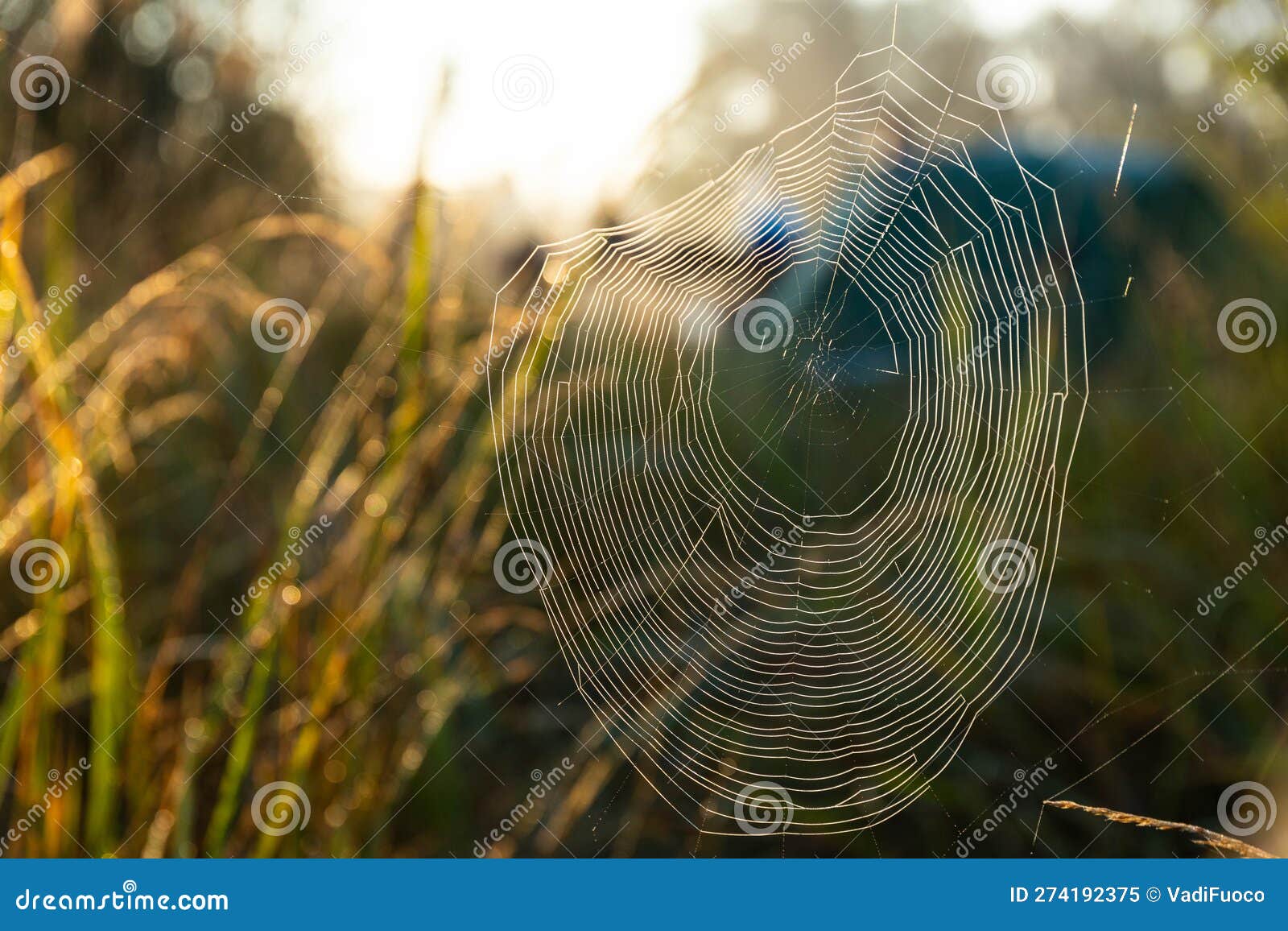 Spider Web with Dewdrops, Wounded by a Cold Misty Morning. Selective ...