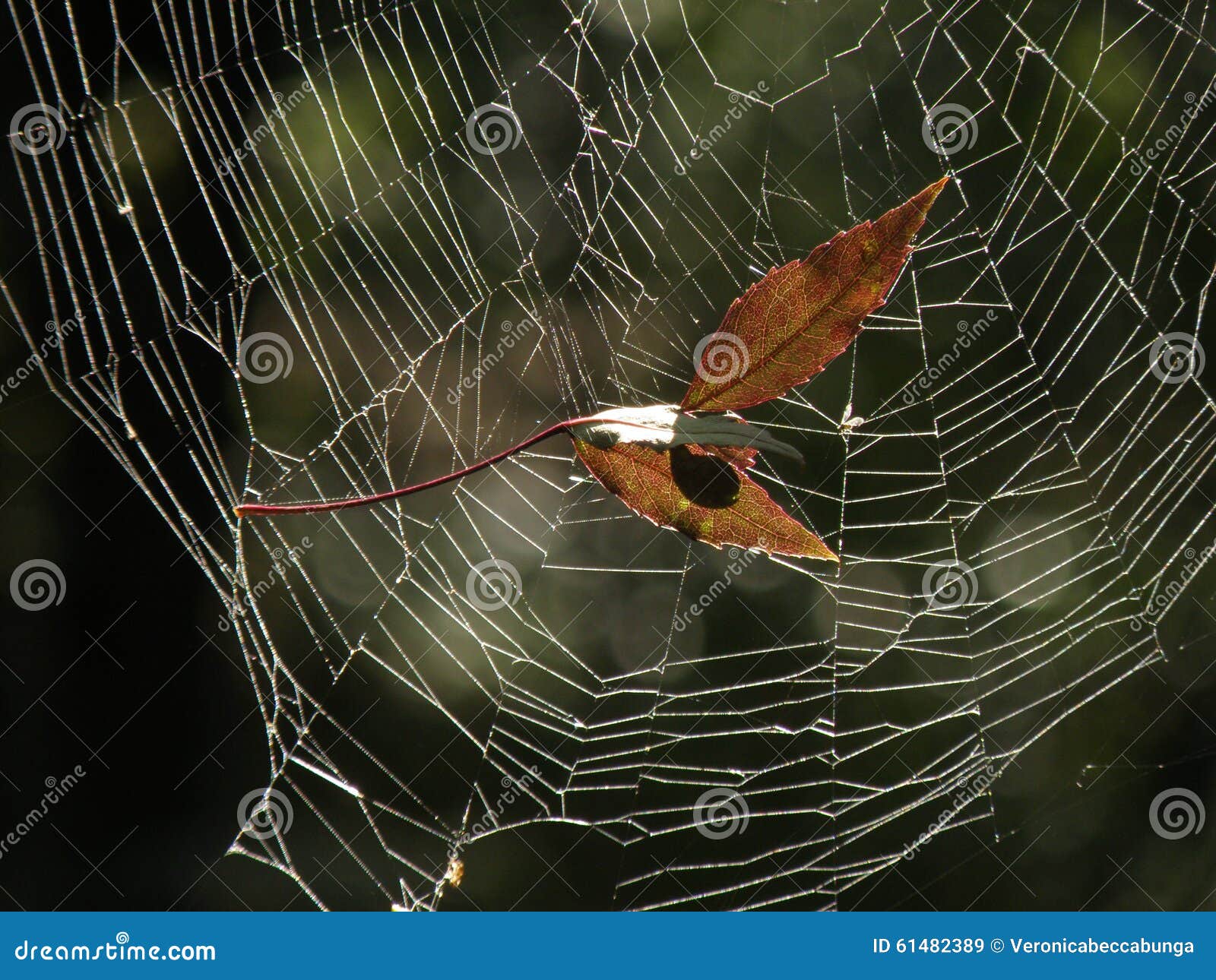 Spider web stock image. Image of texture, garden, leaf - 61482389