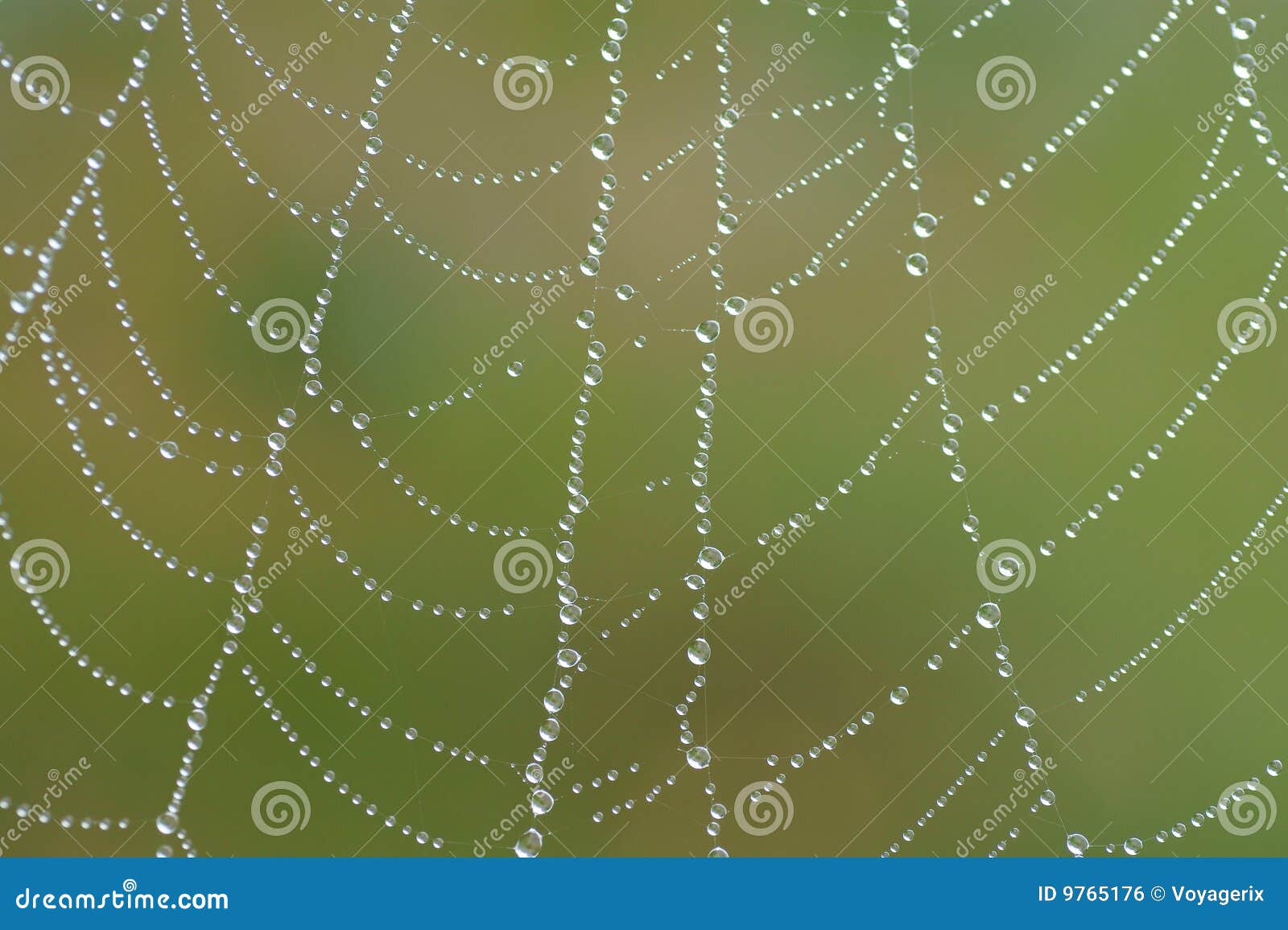 Spider web and drop stock photo. Image of work, item, dribblet - 9765176
