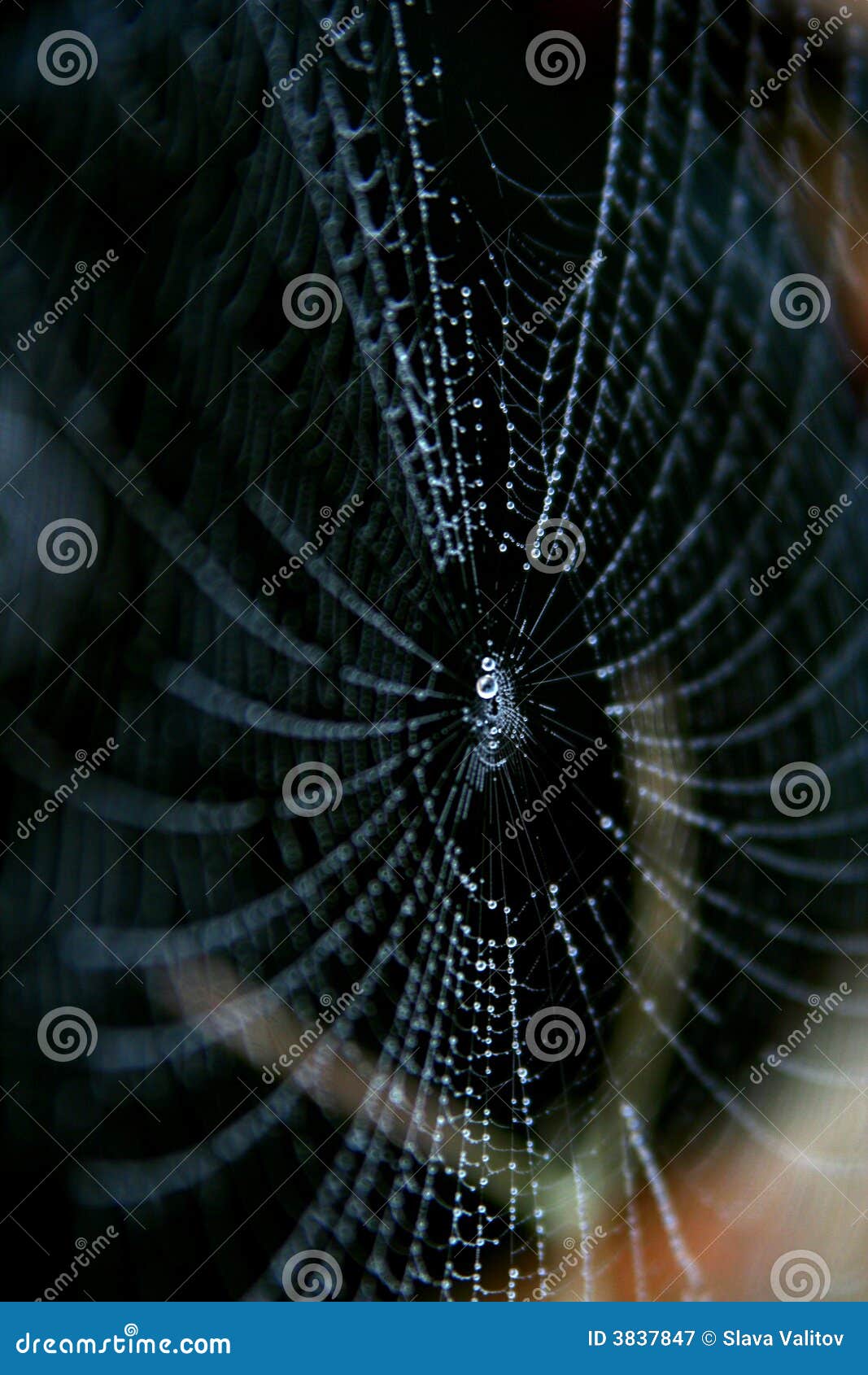 Spider Web and Drop in Morning Stock Image - Image of communication ...