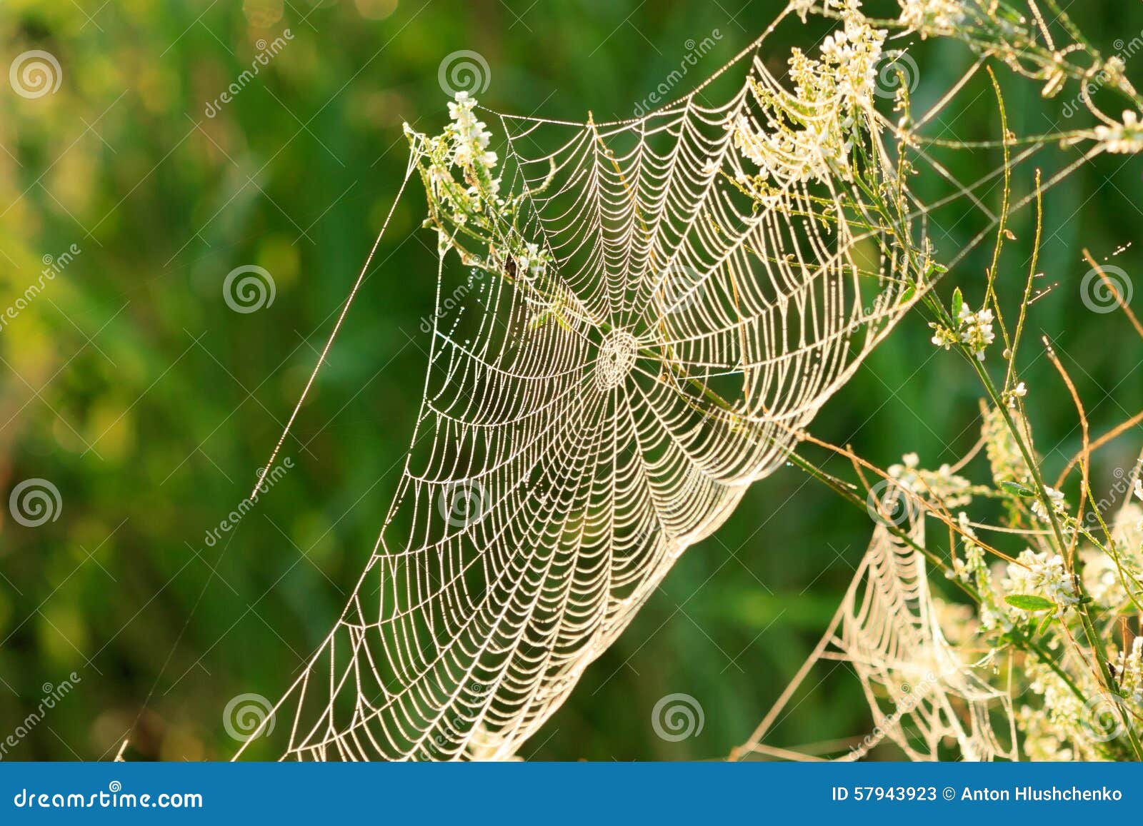 Spider Web with droplets stock image. Image of animal - 57943923