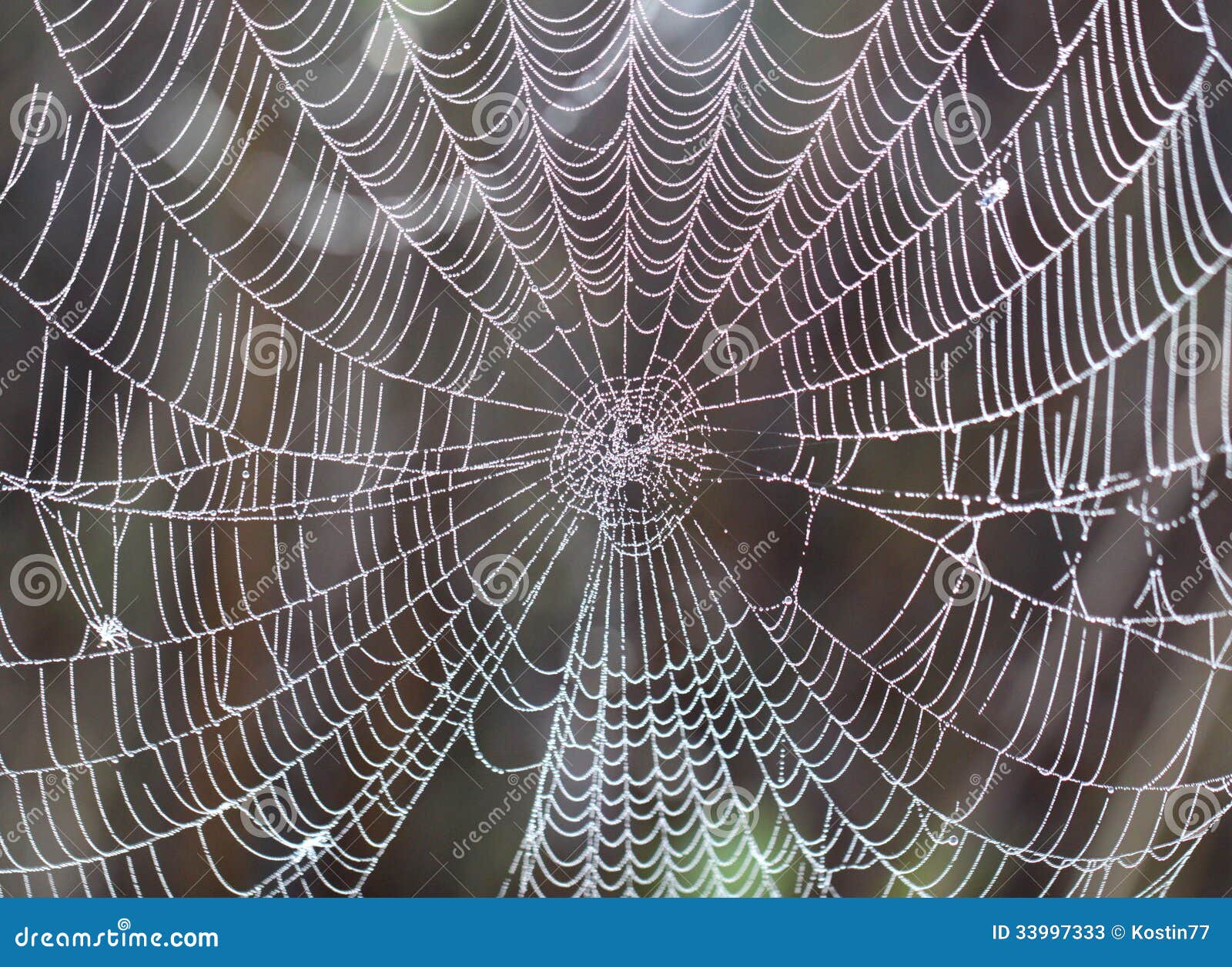 Spider web with drops stock image. Image of arthropod - 33997333